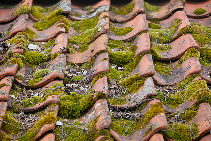 Dak ontmossen: richtprijzen 2025 en behandelingen | Verbouw-prijzen.be